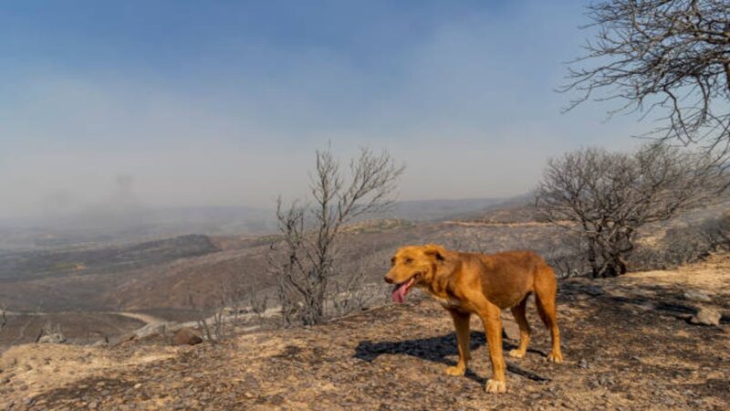 Sedena rescata a un perro de un incendio y termina por adoptarlo - UnoTV