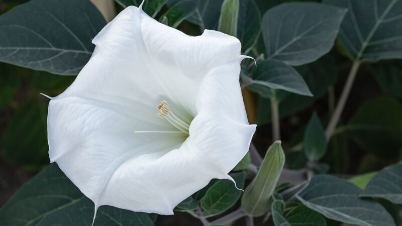 Toloache: la planta considerada una “pócima de amor” - UnoTV