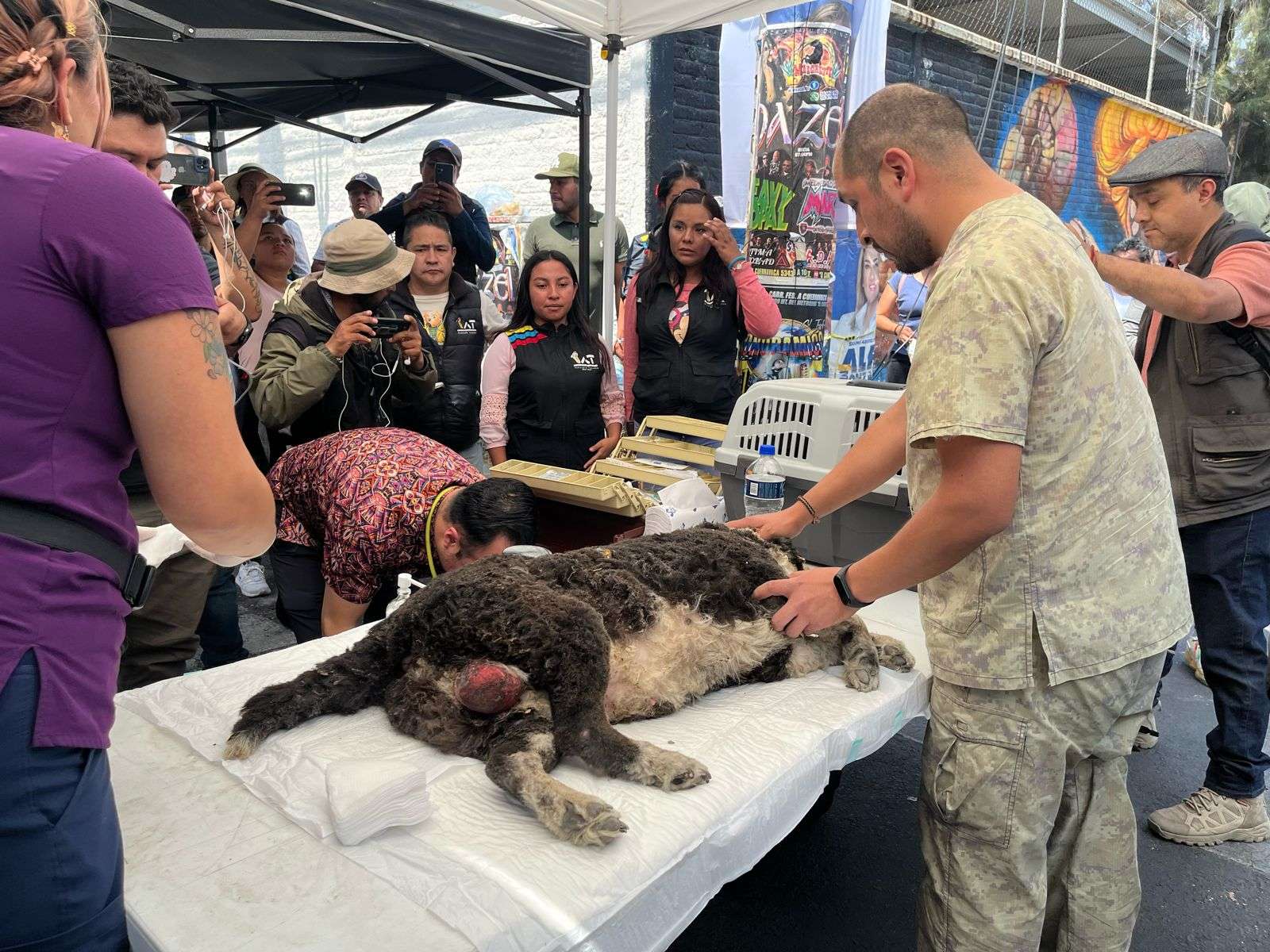 SSC rescata a 8 perritos por explosión en vivienda de Tlalpan - UnoTV