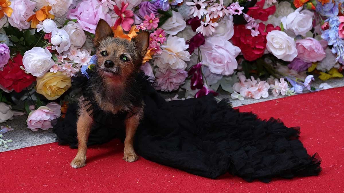 Pet Gala, perritos lucen sus mejores galas - UnoTV