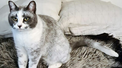 Salmiak: Hallan nuevo tipo de gato en Finlandia - UnoTV