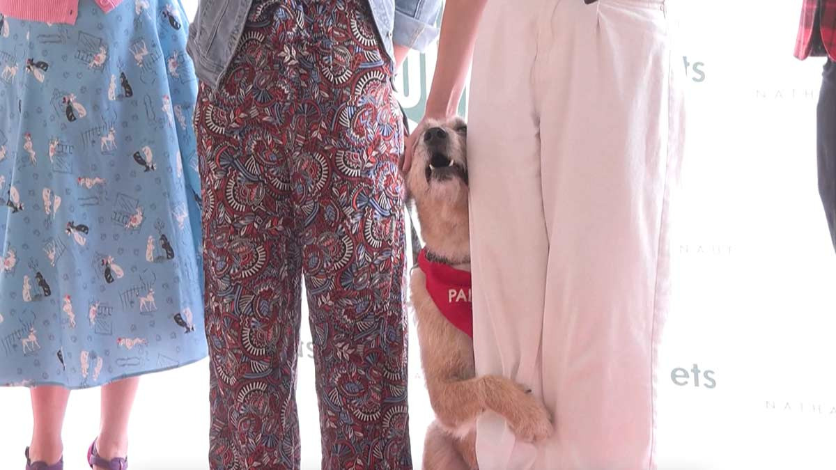 Kodi es el perro ganador de The Palm Dog Award en el festival de Cannes ...