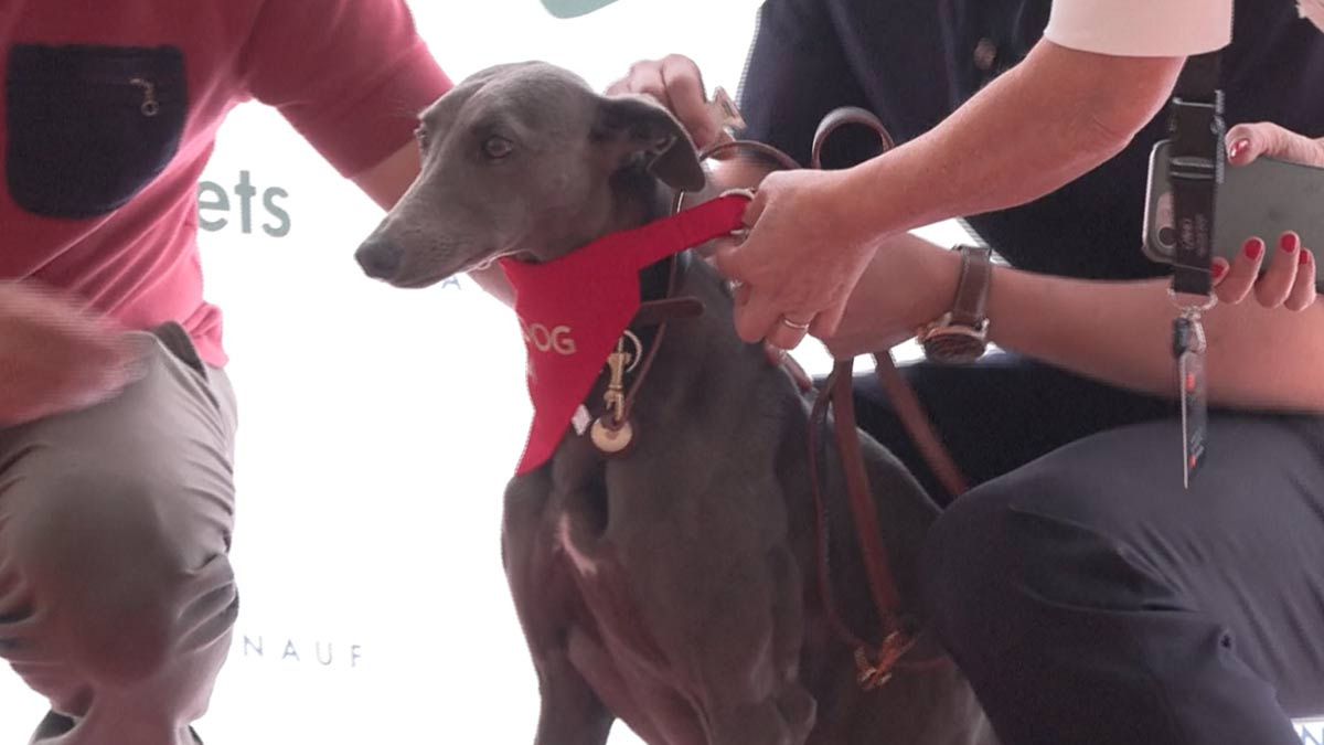 Kodi es el perro ganador de The Palm Dog Award en el festival de Cannes ...