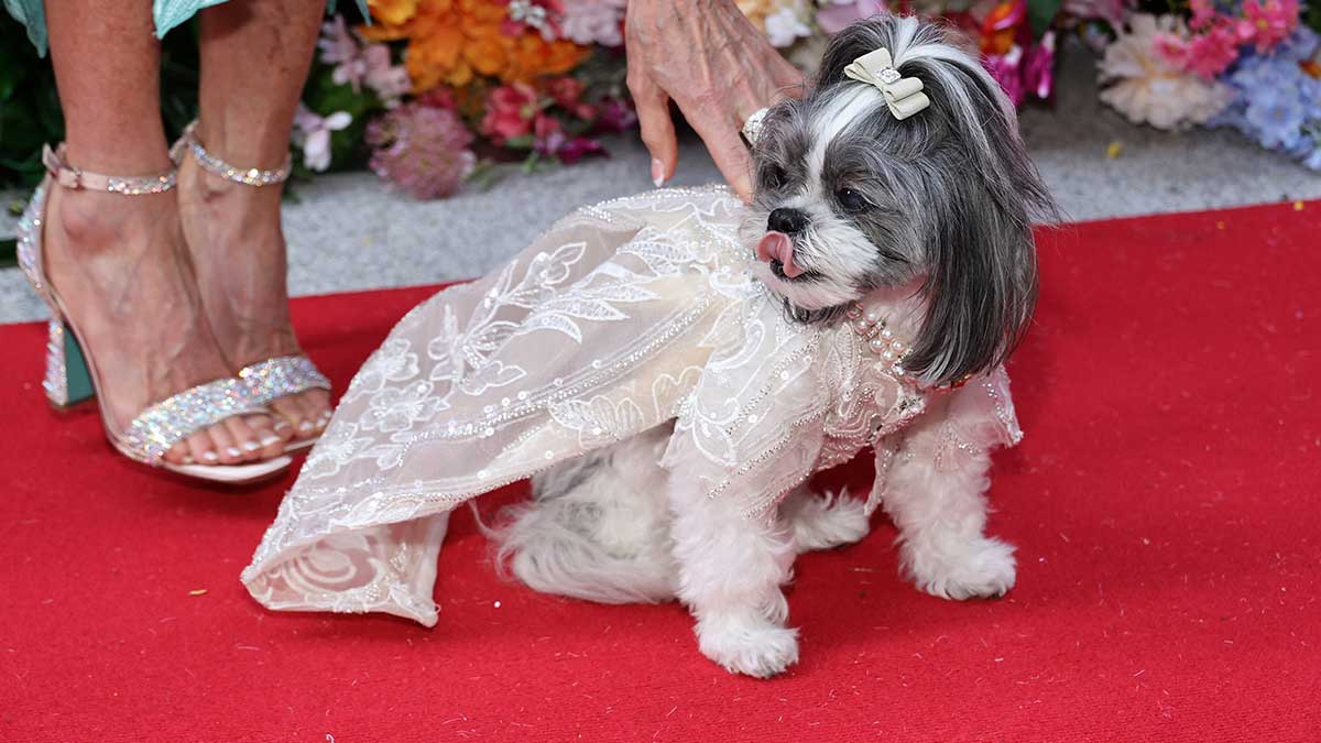 Pet Gala, perritos lucen sus mejores galas - UnoTV