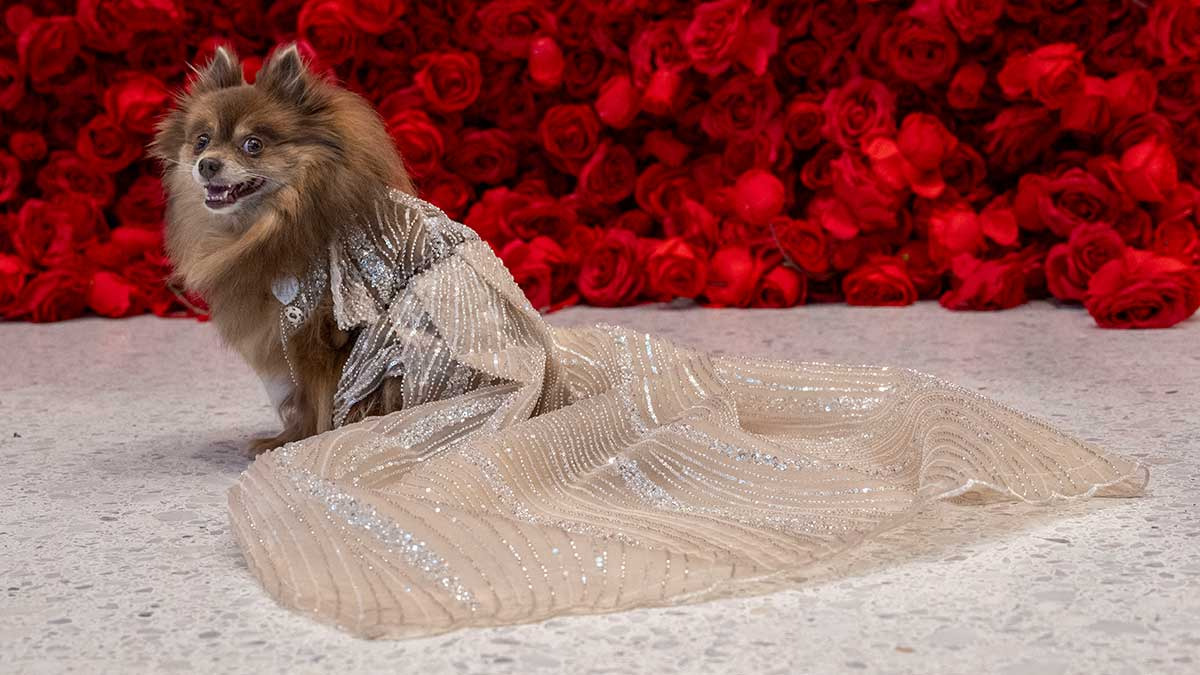 Pet Gala, perritos lucen sus mejores galas - UnoTV