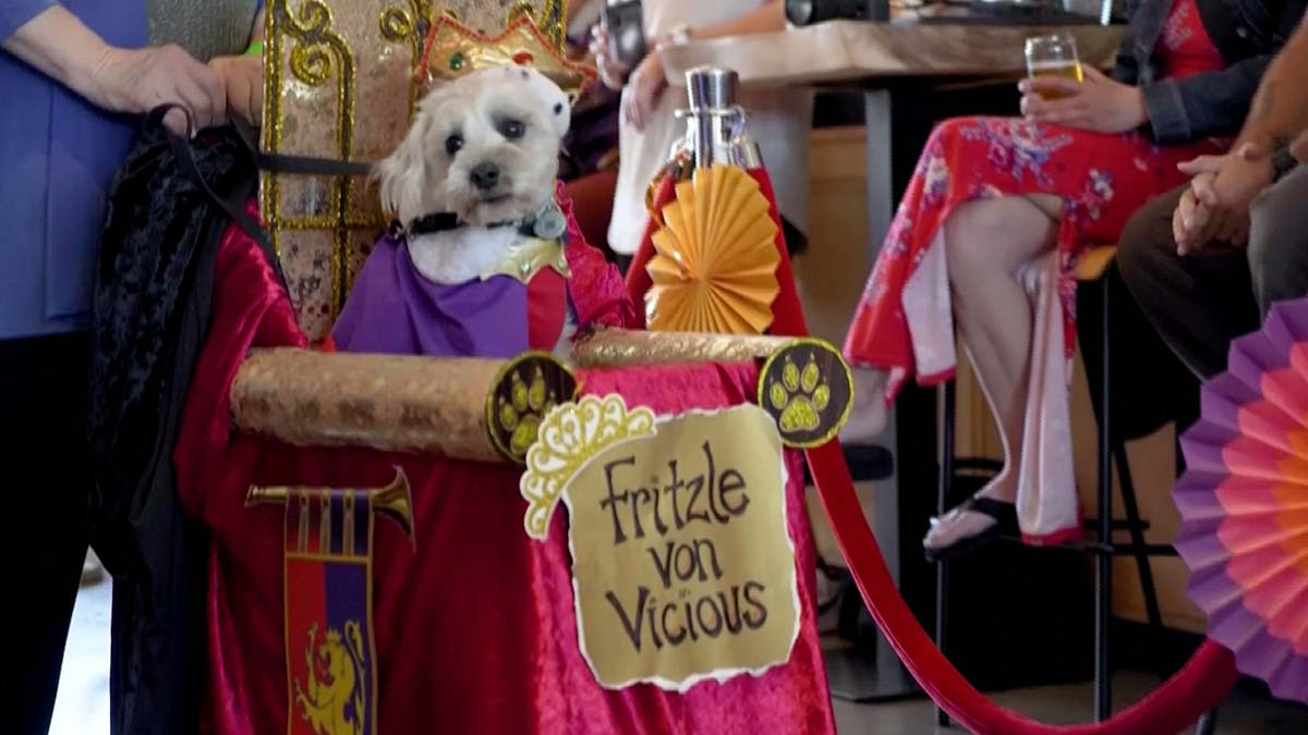 Celebran a los perros rescatados con elegante baile - UnoTV