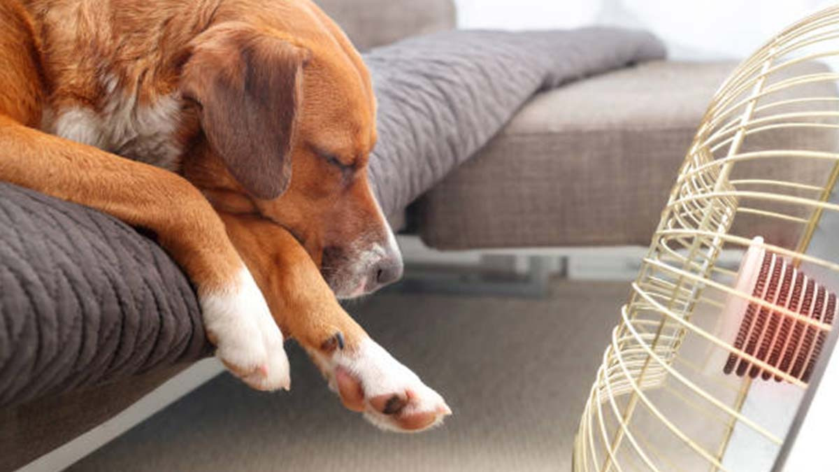 ¿Cómo saber si mi perro está sufriendo un golpe de calor? - UnoTV