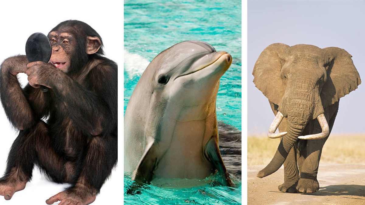 ¿Los perros se reconocen en el espejo? - UnoTV