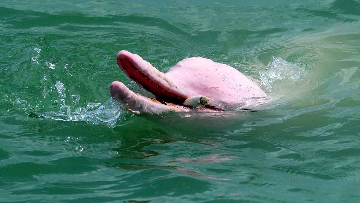 Captan inusual avistamiento de delfines rosas nadando con una cría de ...
