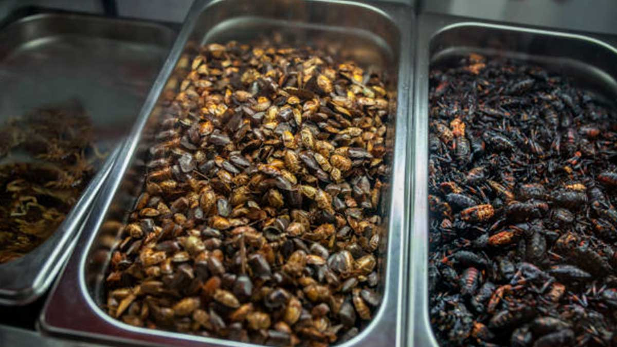 Los mejores platillos mexicanos hechos con insectos, según Taste Atlas ...