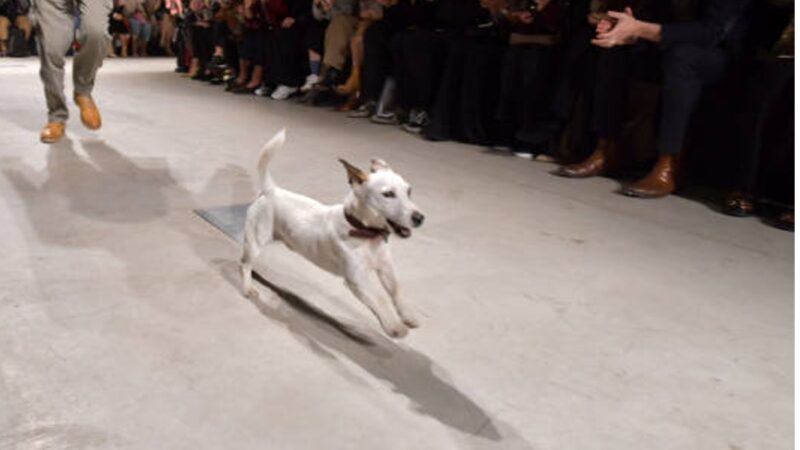 Perrito se escapa de su casa al dejar abierto el portón y regresa con ...