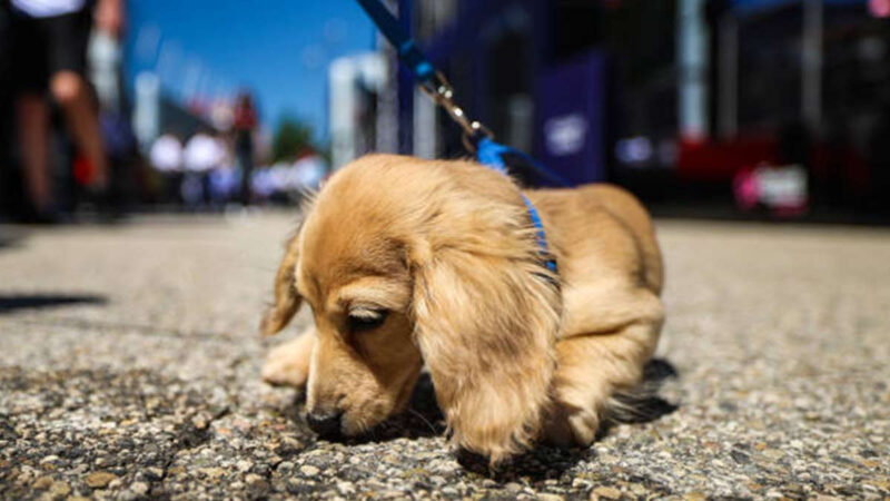 Charles Leclerc presenta a su perro Leo Leclerc y ya es toda una ...