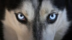 Perro pasea por las calles con un cuchillo en la “boca”: hay video - UnoTV