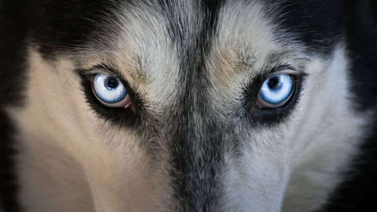 Perro pasea por las calles con un cuchillo en la “boca”: hay video - UnoTV