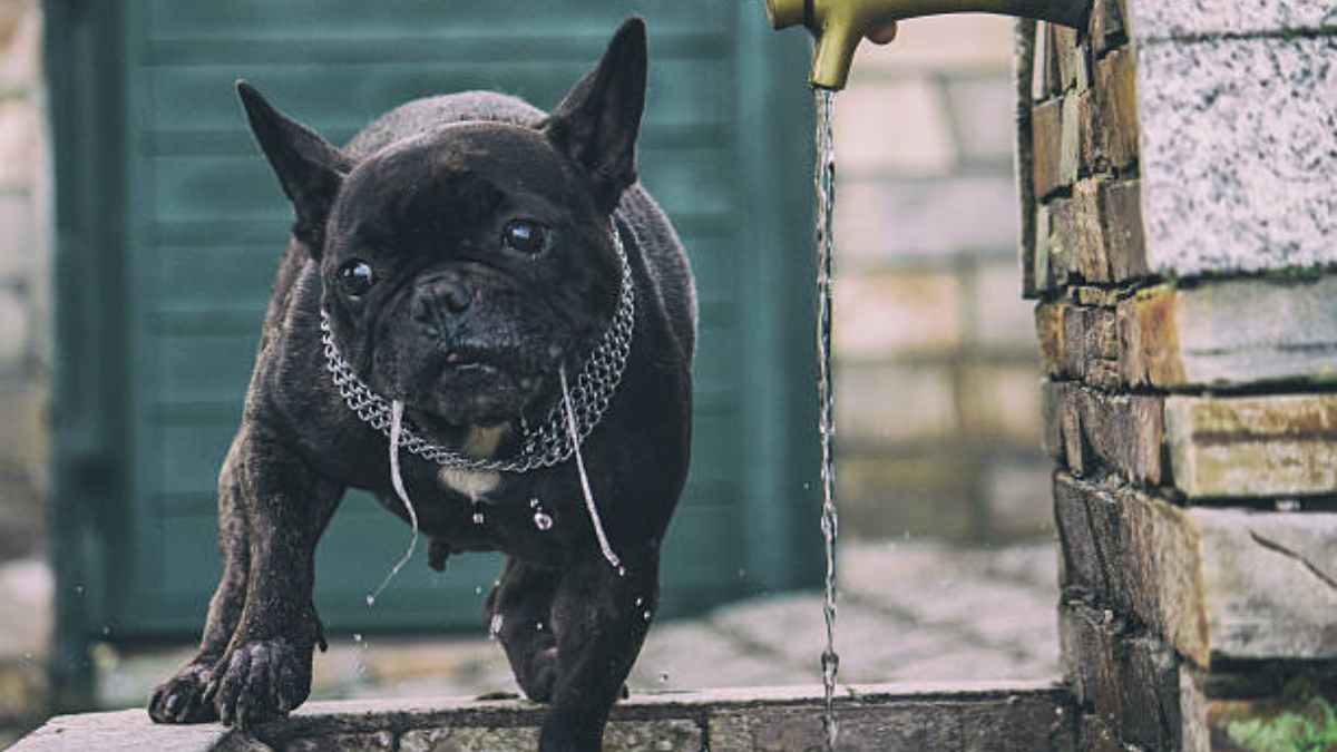 ¿Por qué mi perro babea? - UnoTV