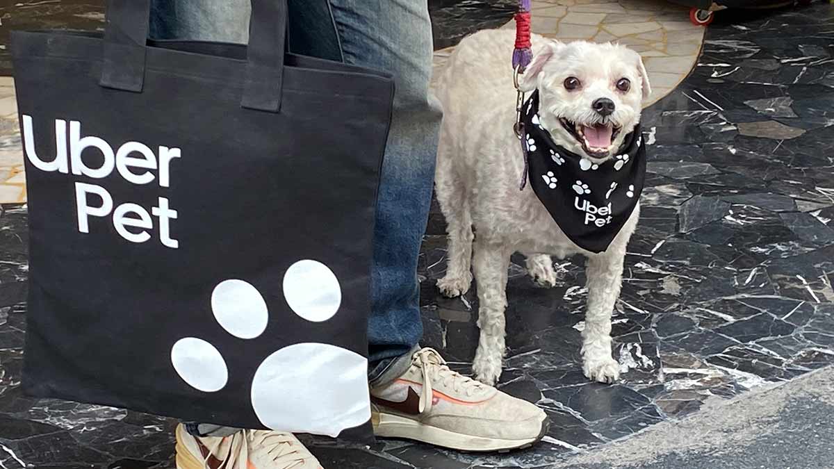 Uber Pet la app ideal para viajar con tu mascota, te decimos cómo usarla - UnoTV