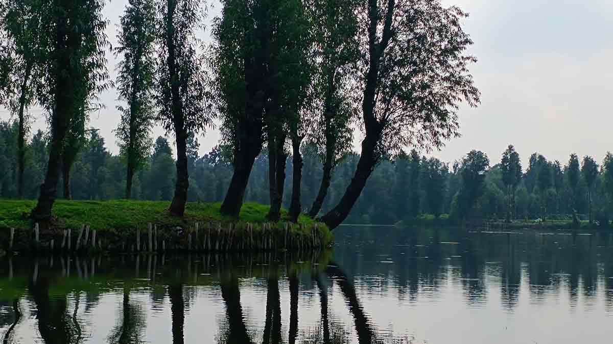 Ajolotes podrían regresar a las aguas de Xochimilco, así recuperan las ...