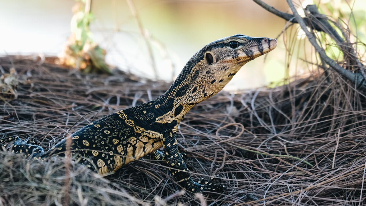 Varanus Salvator, cómo es este reptil que encontraron en Tlaxcala - UnoTV