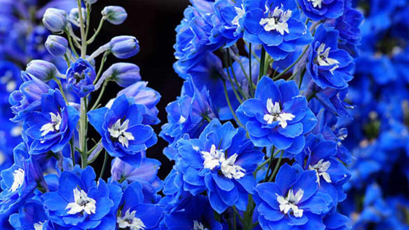 Delphinium la flor de los nacidos en julio, características y ...