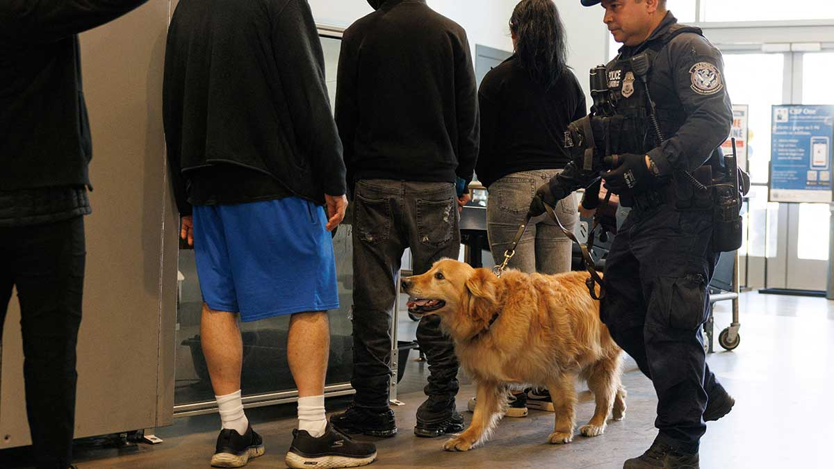 Goose el perro Golden Retriever que lucha contra el fentanilo en ...