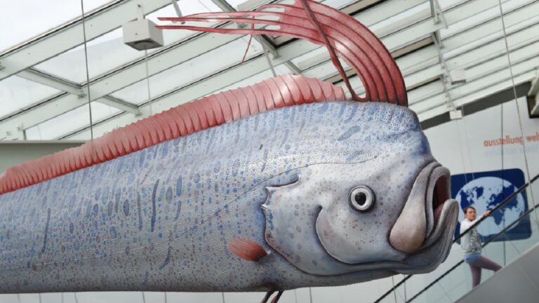 Pez remo sorprende en Baja California Sur; video - UnoTV