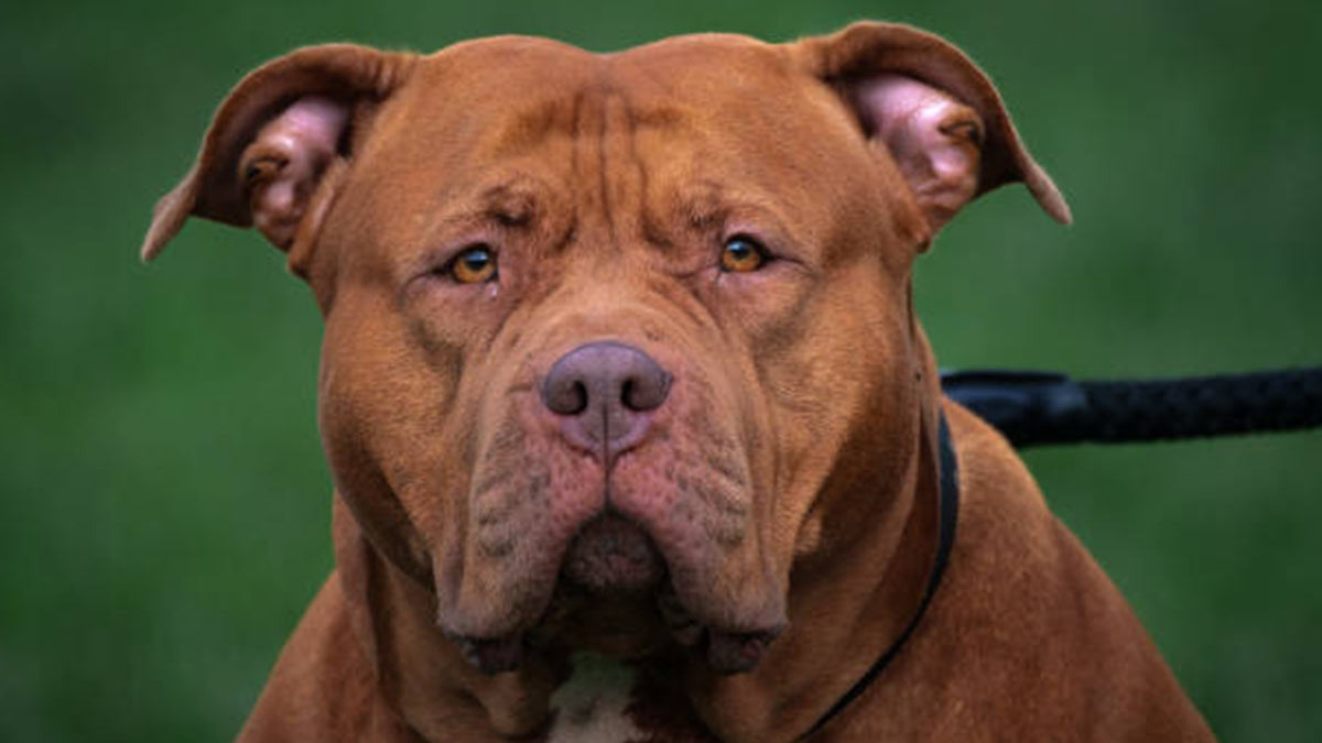 American Bully XL, todos los detalles sobre este perro gigante - UnoTV