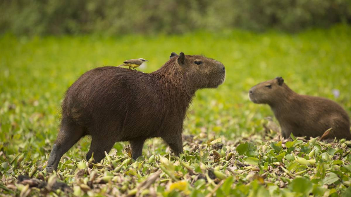 Rusia abrirá cafetería donde podrás convivir con capibaras - UnoTV