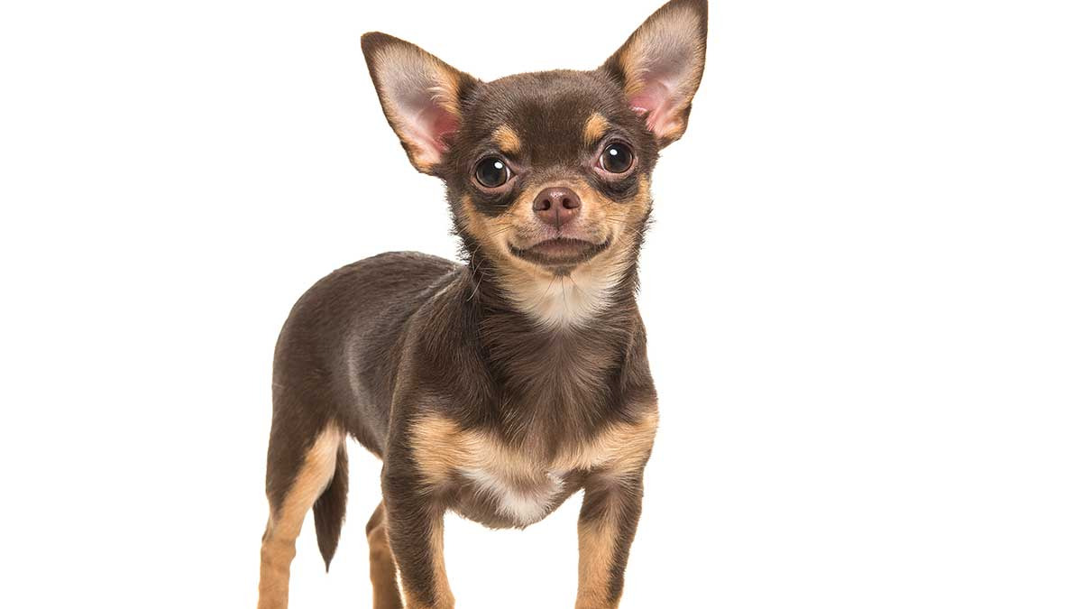 “Choco” perrita Chihuahua desaparecida en Naucalpan, Edomex - UnoTV