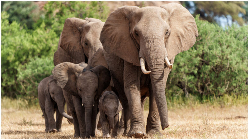 Día Mundial del Elefante: datos para conocer más a esta especie - UnoTV