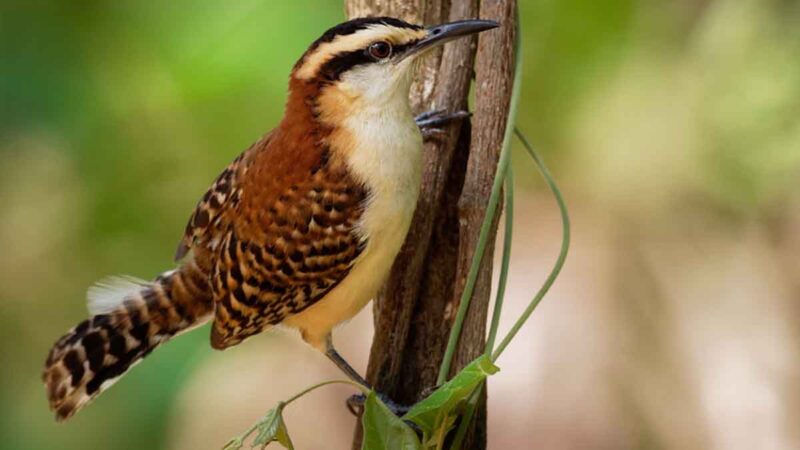 Matraca veracruzana es declarada ave endémica de Veracruz - UnoTV