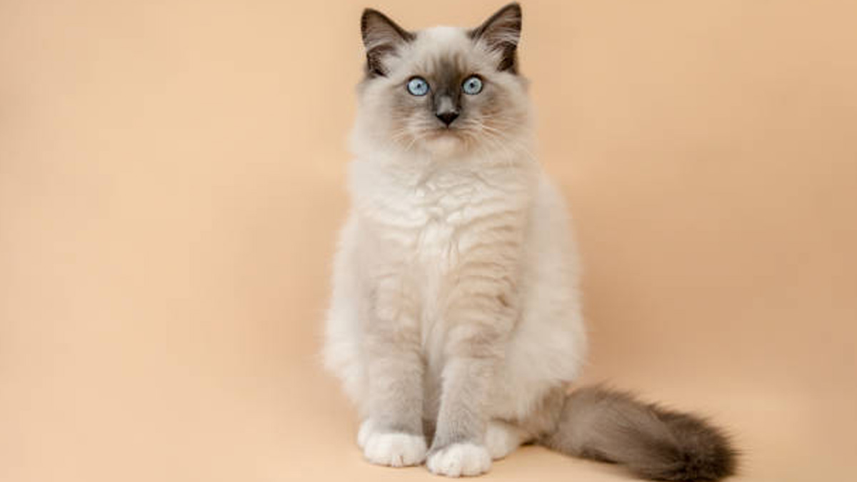 Horóscopos: qué raza de gato serías, según tu signo zodiacal - UnoTV