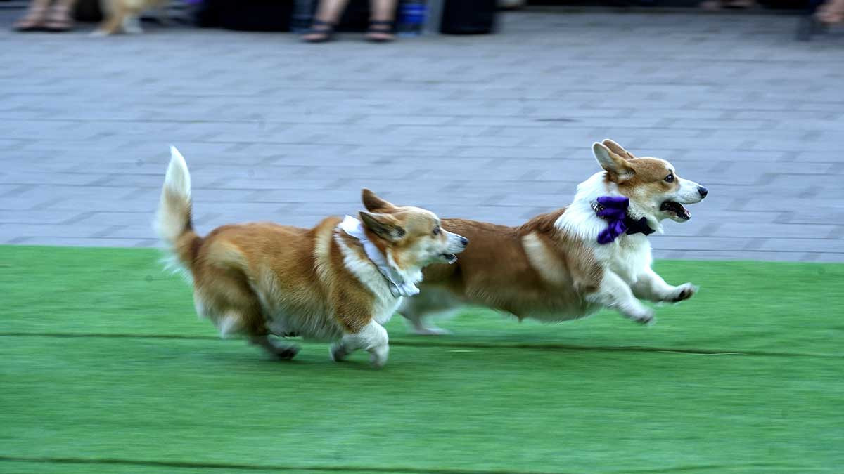 Carrera de corgis en Lituania, estas son las imágenes más tiernas de estos perritos atletas - UnoTV
