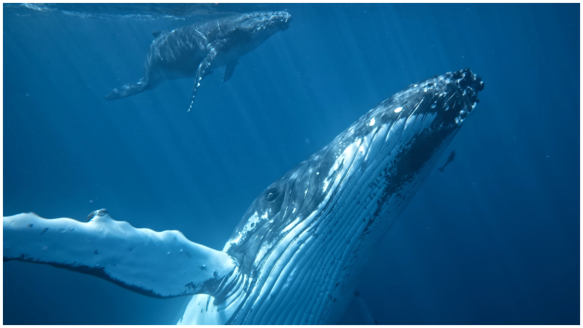 Identifica nuevo canto de ballena con ayuda de la IA- UnoTV