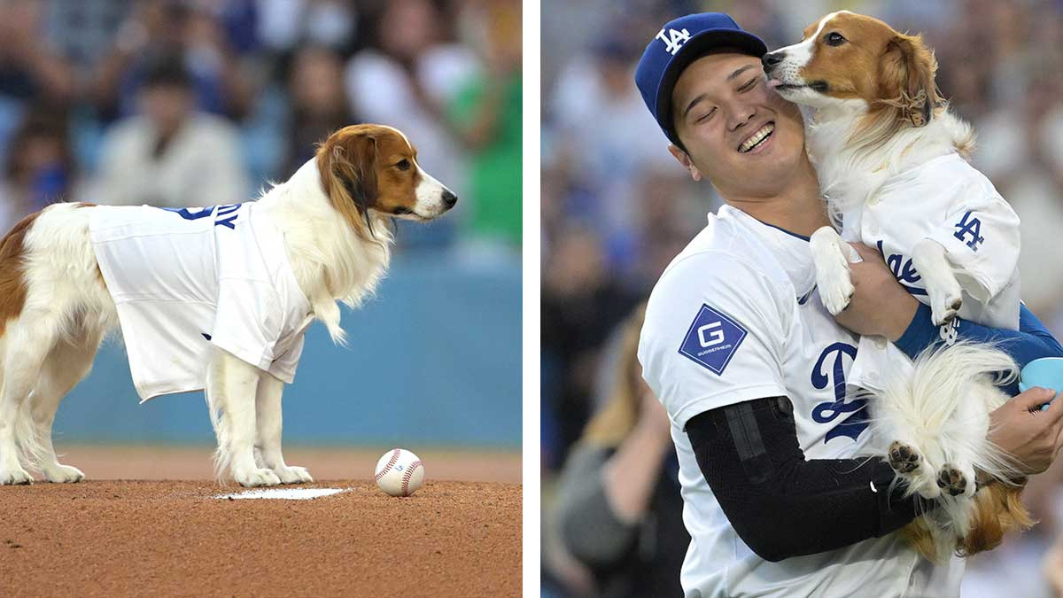 Decoy el perro de Shohei Ohtani jugador de los Dodgers hizo historia al ...