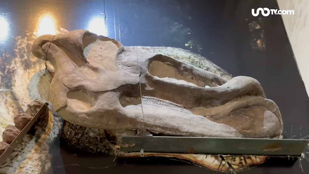 Descubren nuevo dinosaurio en Coahuila - UnoTV