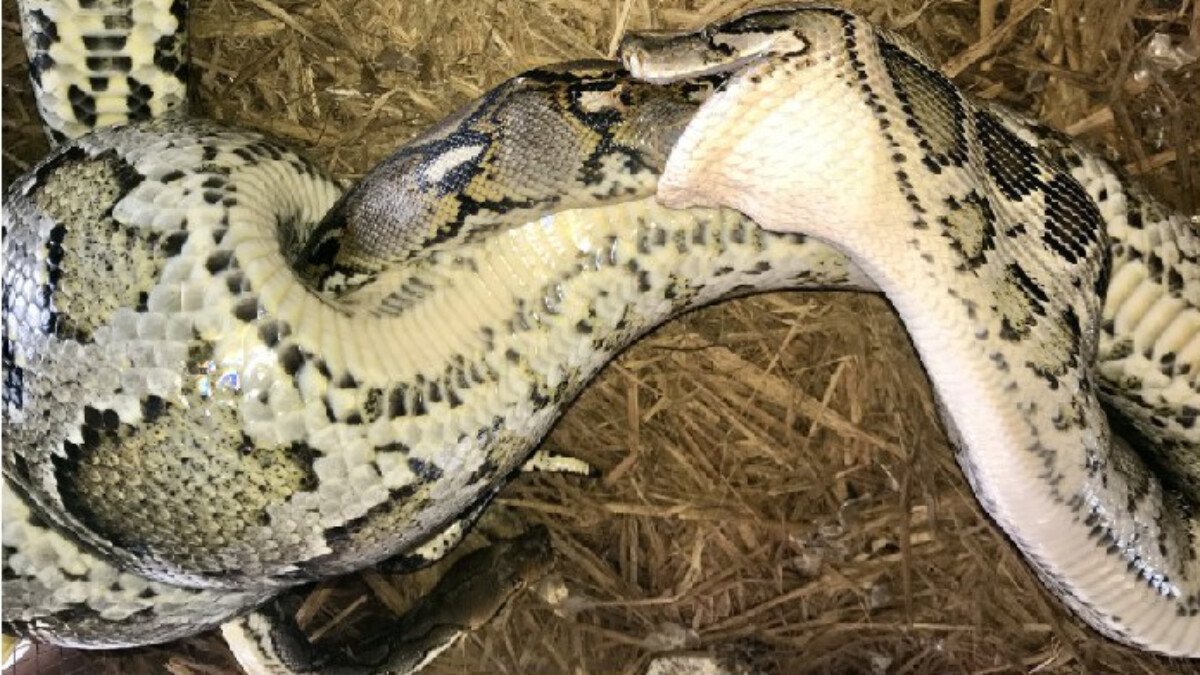 Pitón se come una serpiente aún más grande: increíbles imágenes - UnoTV