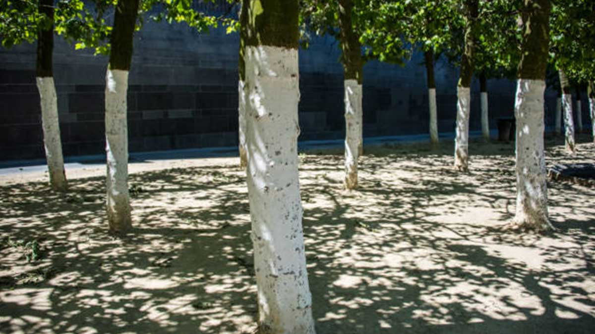 Encalado de árboles, ¿qué beneficio tiene ponerles cal? - UnoTV