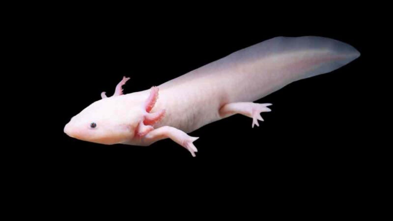 Día Nacional del Ajolote: UNAM alerta que este 2025 podrían desparecer ...