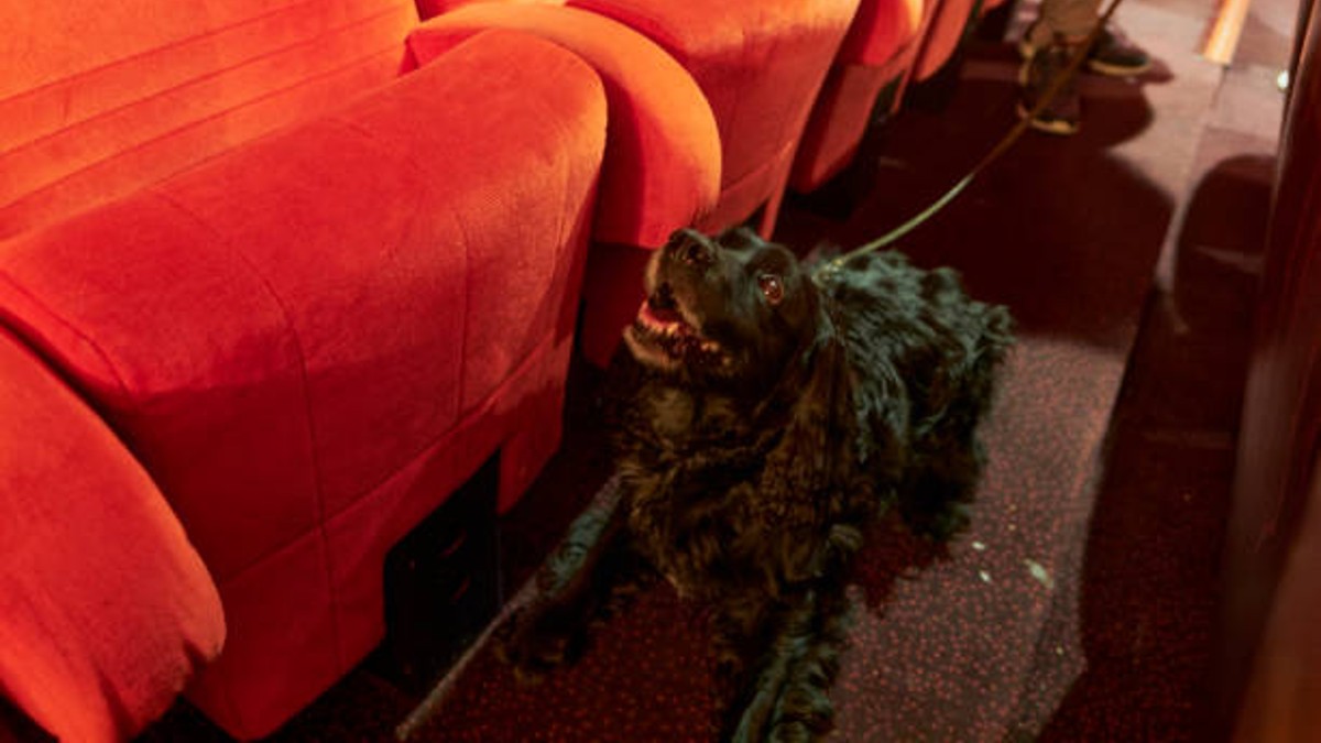 Cácaro, el perrito viral del Festival Internacional de Cine de Morelia ...