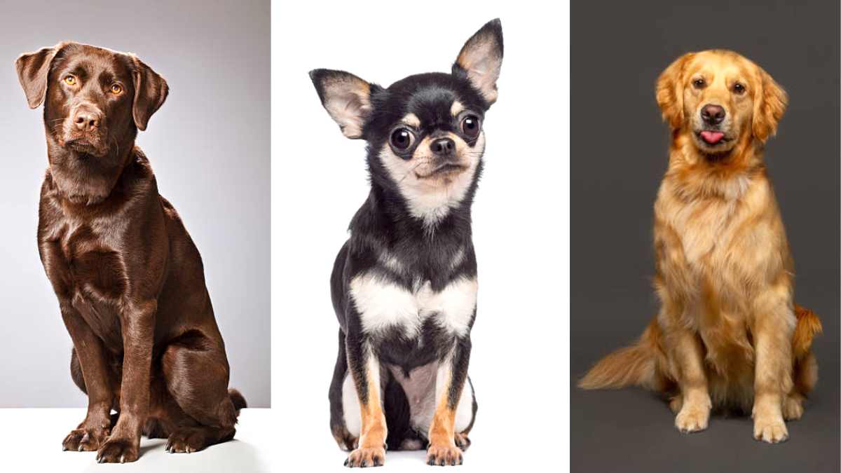 Razas de perros más comunes en el mundo - UnoTV