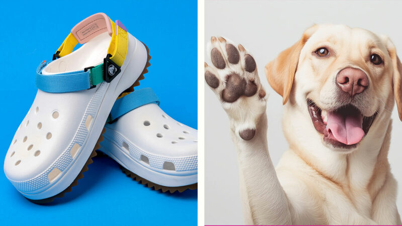 Crocs lanza colección de sandalias para perros - UnoTV