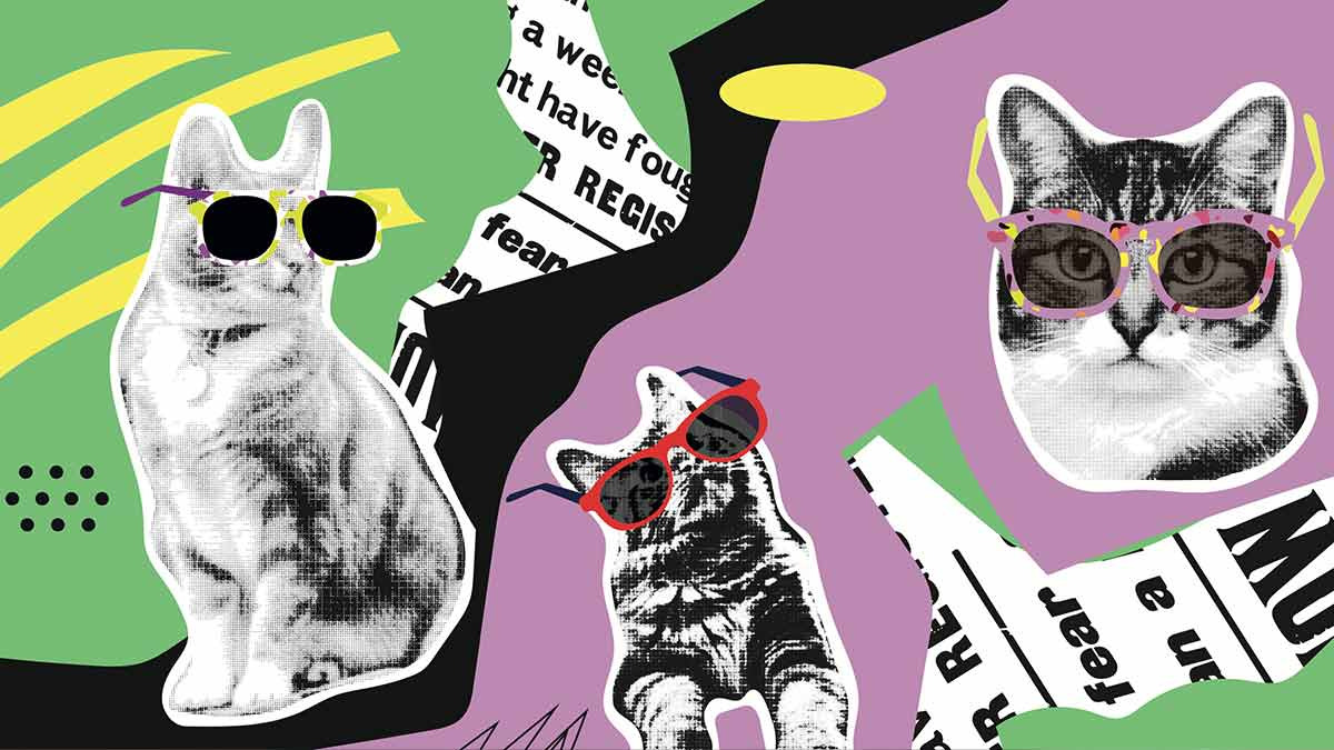 ¿Por qué los gatos son tan populares en internet? - UnoTV