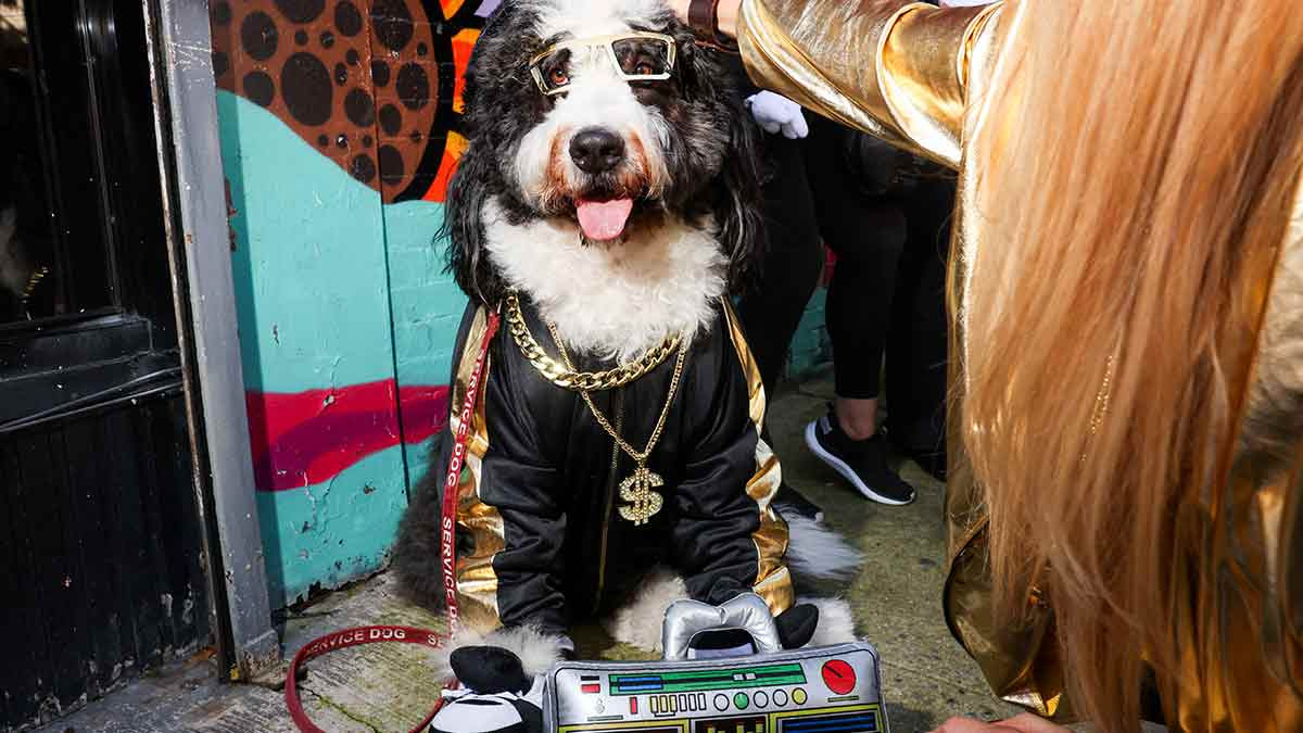 Desfile anual de Halloween para perros en Nueva York, te traemos las ...