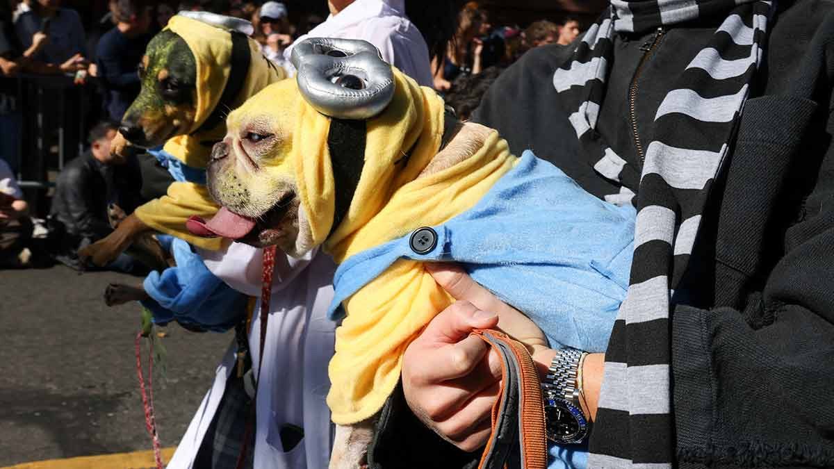 Desfile anual de Halloween para perros en Nueva York, te traemos las ...