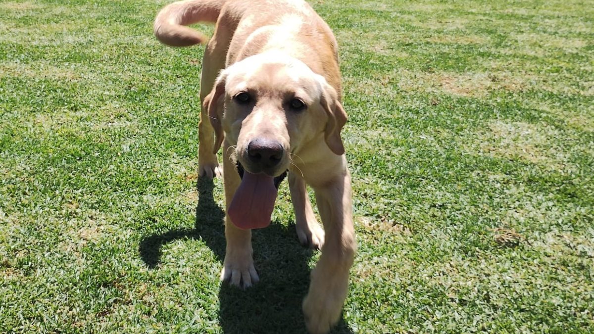 La historia de la primera escuela de perros guía en Latinoamérica - UnoTV