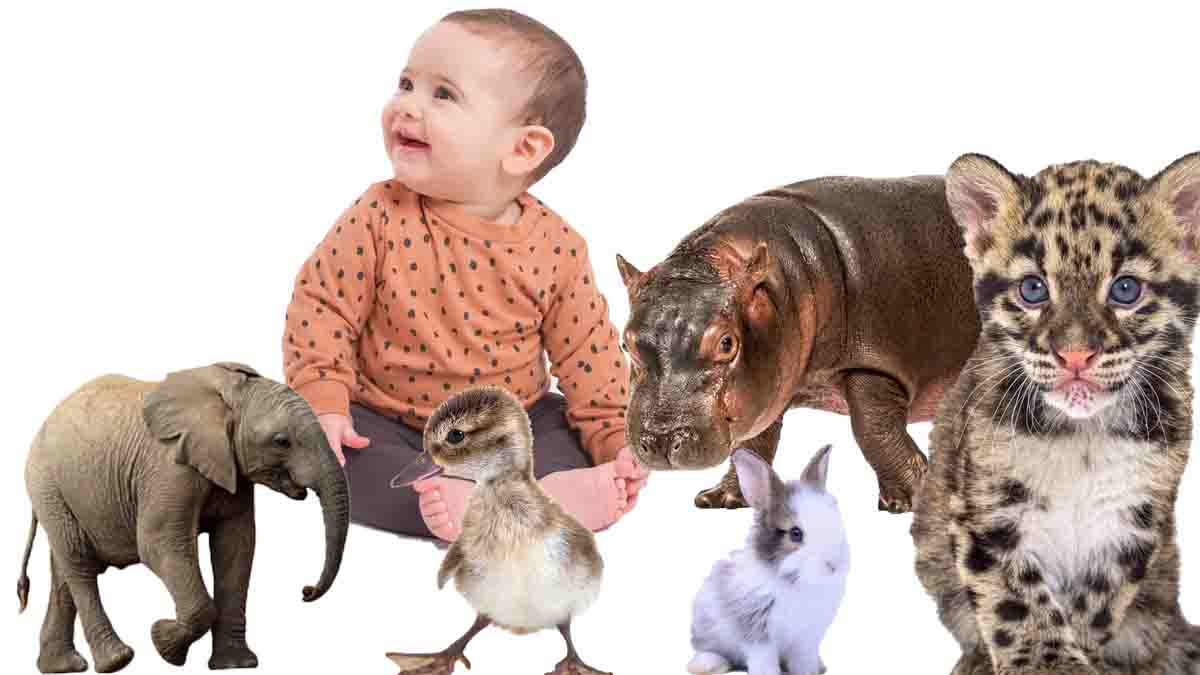 Kindchenschema, ¿por qué nos gustan los bebés y cachorritos? - UnoTV