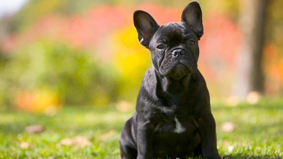 Nero: perro murió de tristeza minutos después de que falleció su dueño ...