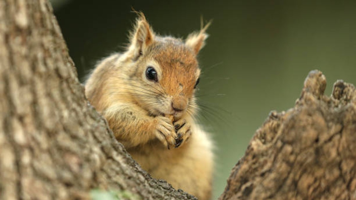 Autoridades sacrifican a Peanut, la ardilla mascota que se volvió viral; su muerte causa ...