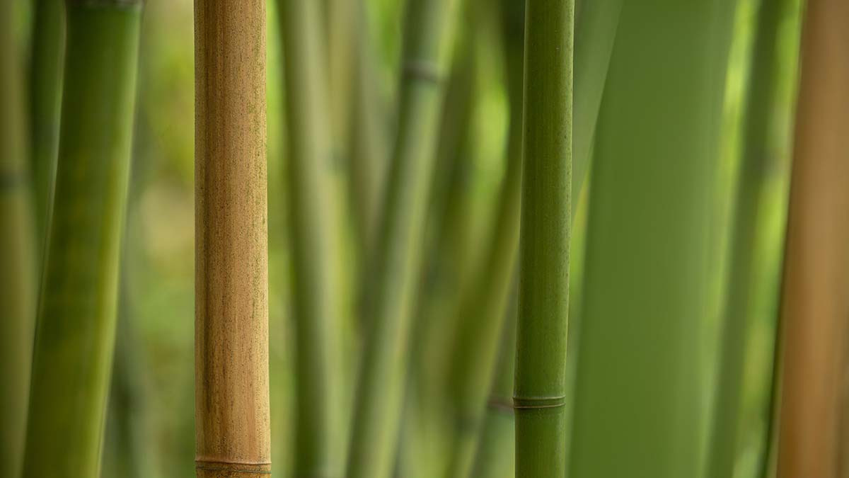 Bambú es el color del 2025 - UnoTV