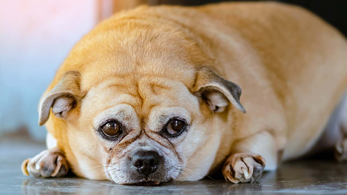 Cómo saber si mi perro está gordo - UnoTV